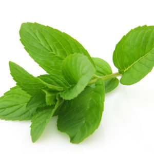 Folia Cichoria - Chicory Leaves - Chicorée - Gjethe Cikore - Bidaj